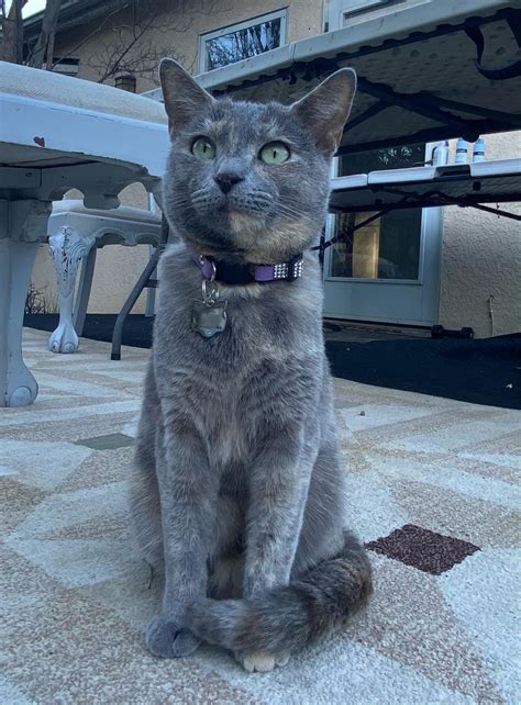 My Friends Ridiculously Attractive Cat Hazel R Aww