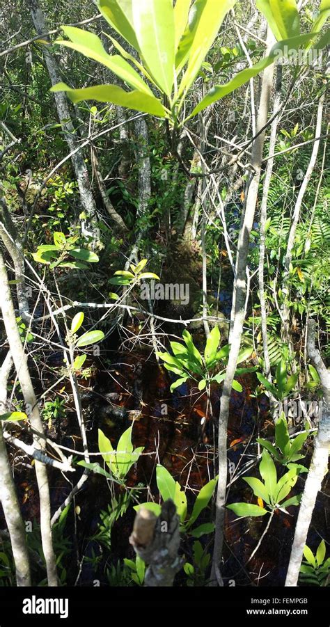 Tree Trunk In The Water Hi Res Stock Photography And Images Alamy