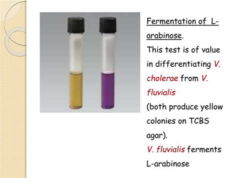 Ppt Pseudomonas Powerpoint Presentation Id2269529