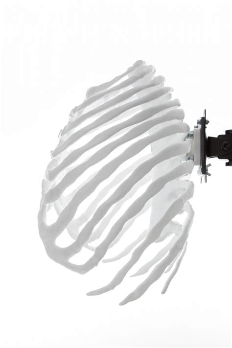 Realistic 3d Printed Thoracic Models For Surgical Training Quomi
