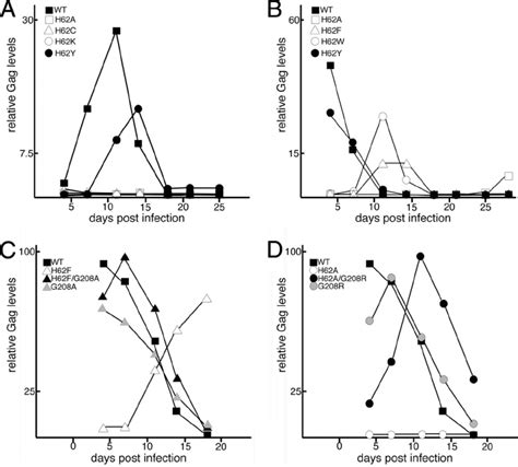 Replication Kinetics Of Hiv Mutants Stocks Of Wt And Ca Variant Download Scientific Diagram