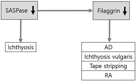 IJMS Free Full Text Molecular Mechanism Of Epidermal Barrier