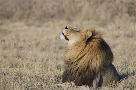 Portrait Of A Wild African Lion Wall Decal Wallmonkeys