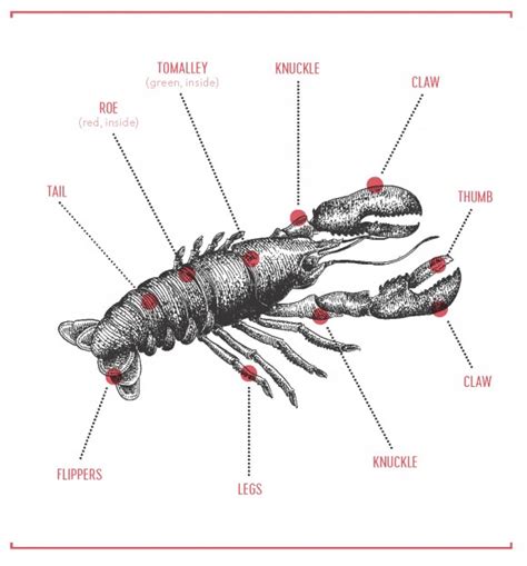 Lobster Claw Anatomy At Margurite Stokes Blog