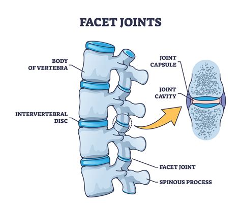 Facet Joints Anatomy Facet Joint Syndrome Centeno Schultz Clinic