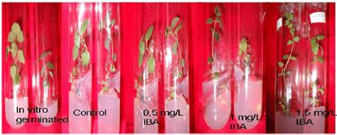 Clonal Plants Derived From Germinated Seeds Of 4 5 Months Nodal