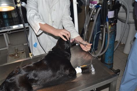 Ветеринарски техничар Poljoprivredno Vetеrinarska škola Sa Domom Učenika Svilajnac