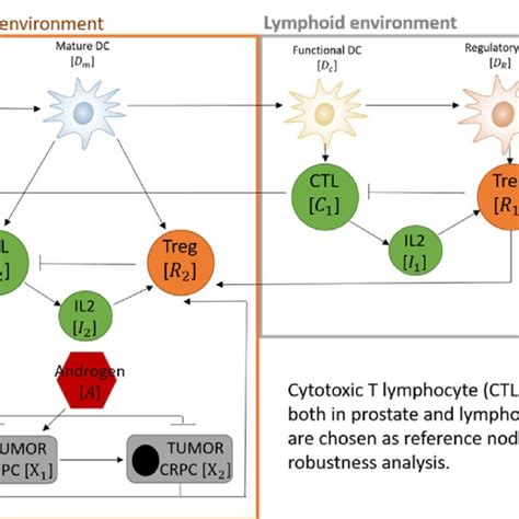 Pathway Of The Prostate Specific Pten −− Mouse Model 13 Download