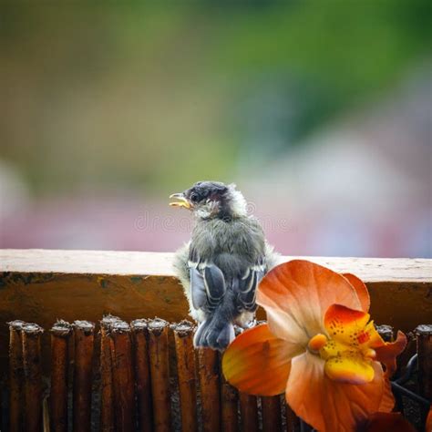 Young Titmouse Stock Image Image Of Little Major Chirp 93372519
