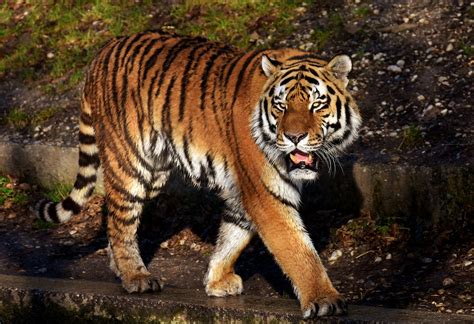 Go Asia Entra In Scena La Tigre La Regina” Dellasia Go Asia