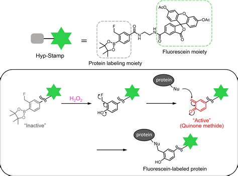 H2o2 Responsive Protein Labeling Reagent Hyp Stamp™ Funakoshi フナコシ