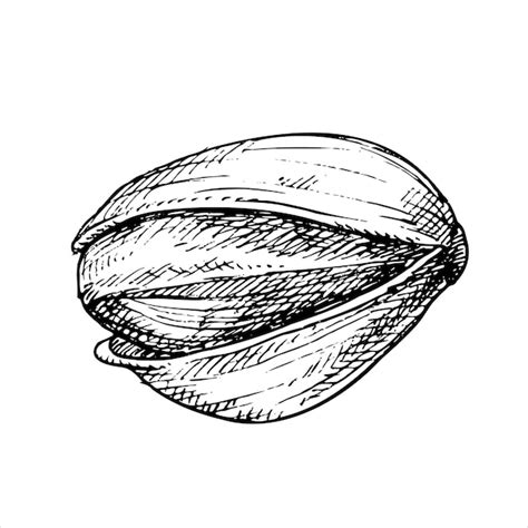 피스타치오 견과류 그래픽 터 일러스트레이션 식물 그림 스케치 양식화 된 고립 된 손으로 그려진 프리미엄 벡터