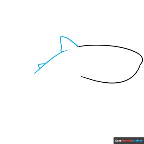 Whale Shark Drawing Tutorial