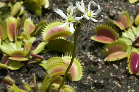 Ide Penting Venus Fly Trap Plant Growing Gambar Tumbuhan