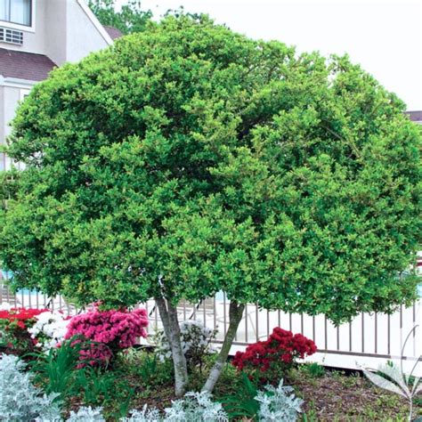 2 Dwarf Yaupon Holly Plants Garden Plant Nursery