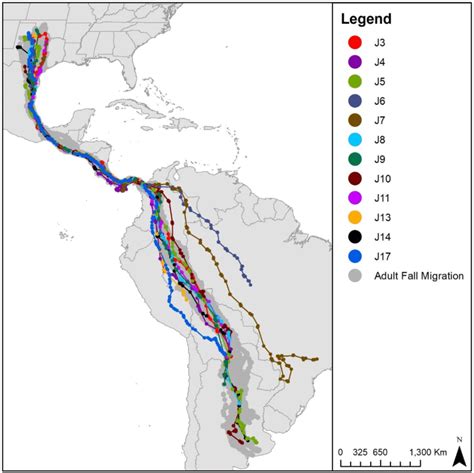 10 First Fall Southward Or Outbound Migration Of Juvenile Swainsons