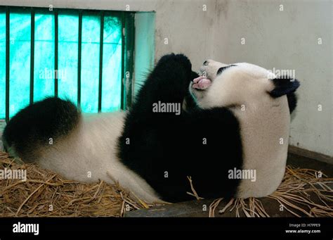 Giant Panda Ailuropoda Melanoleuca Gongzhu Holding Her Two Hours Old