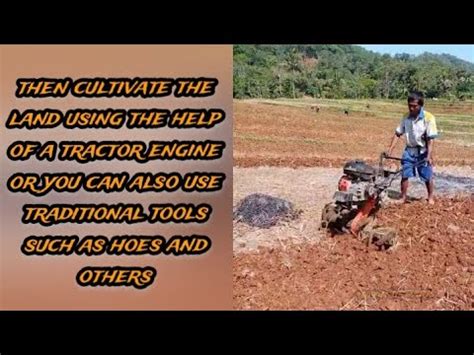 Proses Menanam Kacang Tanah Di Bekas Lahan Padi Mulai Dari Awal YouTube