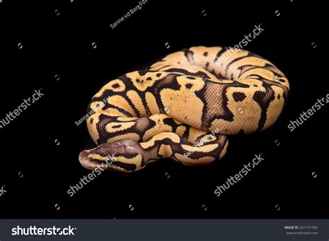 Ball Python Royal Python Python Regius Stock Photo 341151590 Shutterstock