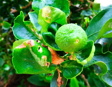 Diseases Of Lime Fruit At Gabrielle Trouton Blog