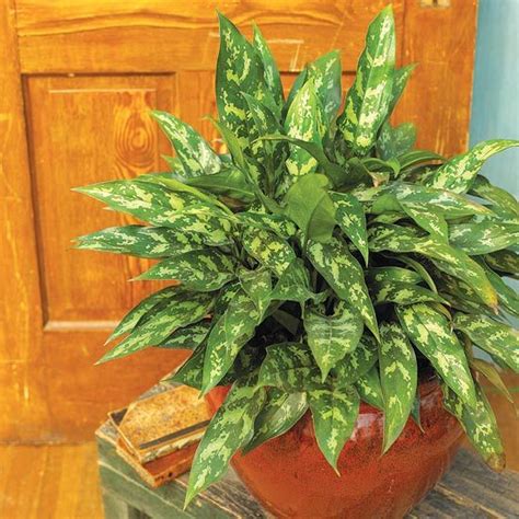 23 Pretty Houseplants That Dont Need Much More Than Water Easy House
