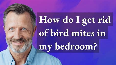 How Do I Get Rid Of Bird Mites In My Bedroom Youtube