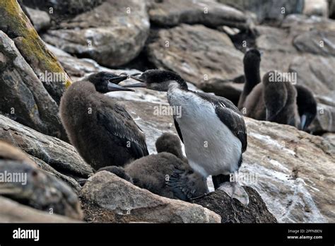 Falkland Islands Saunders Island Antartic Cormorants Phalacrocorax