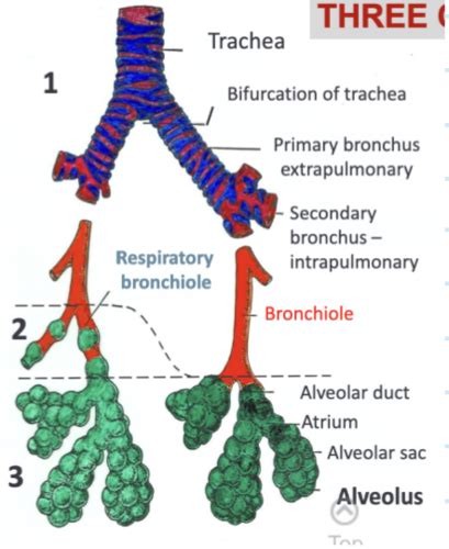 6 Respiratory System Flashcards Quizlet