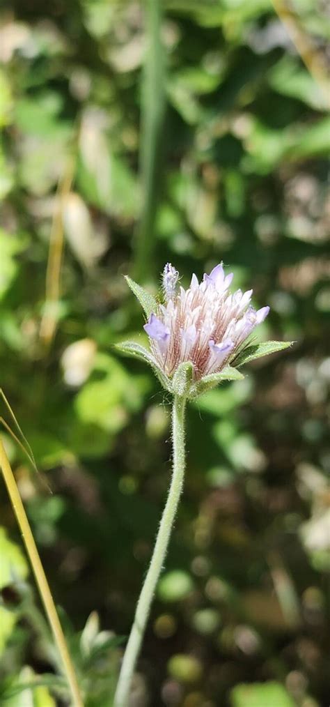 How To Propagate Pterocephalus Plumosus Propagate One