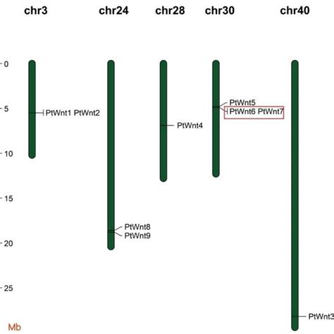 Chromosomal Location And Duplication Events Of Nine Wnt Genes On Five Download Scientific