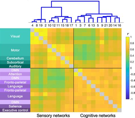 ward s clustering shows a clear separation of the sensory networks