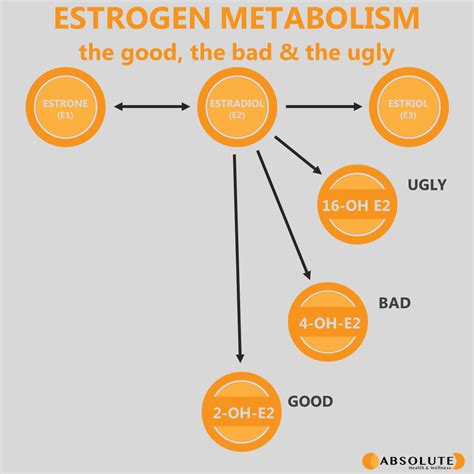 Hormone Health Estrogen Metabolism The Good The Bad And The Ugly