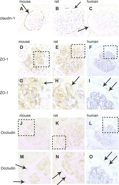 Tight Junction Protein Staining In Normal Adult Mouse Rat And Human