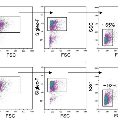 Pdf Mouse Eosinophils Identification Isolation And Functional Analysis