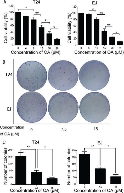 Oa Inhibited Cell Viability And Proliferation In Bladder Cancer Cells