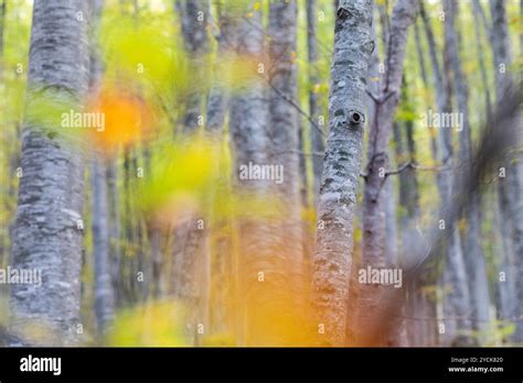 Explore The Quiet Beauty Of A Beech Forest Where Mushrooms Thrive On The Moist Forest Floor A