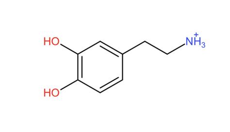 Pathways Flashcards Quizlet