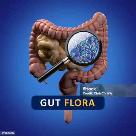 본질적인 박테리아 미생물입니다 창 자 개념 표현 내부 박테리아의 확대 3d 그림입니다 마이크로바이옴에 대한 스톡 사진 및 기타 이미지 Istock