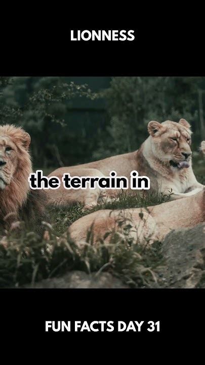 Power Of Lionnesses Funfacts Funfact Informative Shorts Youtube