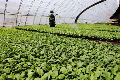 平泉市人民政府 乡镇报道 榆树林子镇：黄瓜产业发展助力乡村振兴