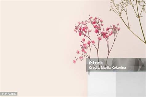 석고 꽃이있는 베이지 색 배경에 연단 화장품을위한 흰색 다공성 석고 큐브 꽃 식물에 대한 스톡 사진 및 기타 이미지 꽃 식물