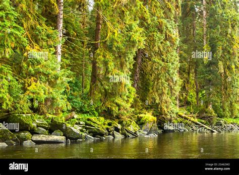 Usa Alaska Tongass National Forest Forest Reflects In Anan Creek
