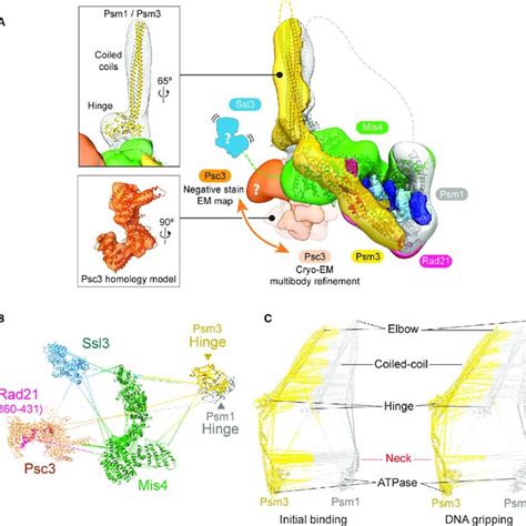 Overview Structure Of Cohesin During Its Loading Onto Dna Download