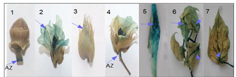 Gus Staining Of Different Parts Of Plants 1 Floral Bud Az