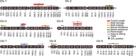 Molecular Linked Map Of Maize Based On 147 Snp Markers And Qtl Download Scientific Diagram