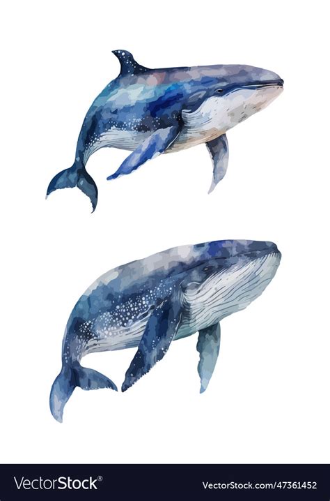 Whale Clipart Isolated Royalty Free Vector Image