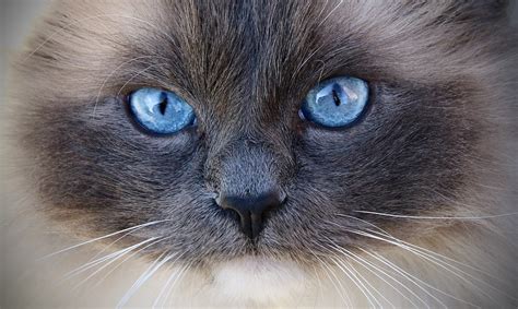 Decoding Cat Greeting Behavior Pet Syllabus