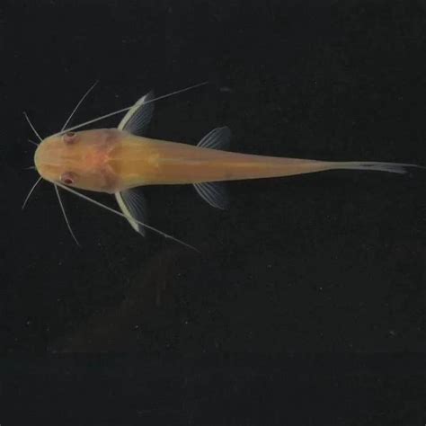 金絲貓魚（ Mystus Wyckioides Albino） 森流 奇異植物、爬蟲、水族 Greenflow Exotic