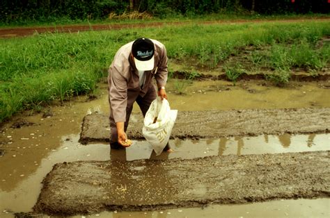 Irri And Basf Team Up To Promote Direct Seeded Rice In Asia