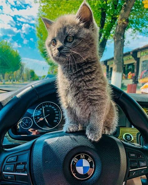 Cat And Bmw M5